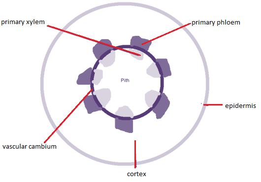 Revise notes Class 11 anatomy of flowering plants