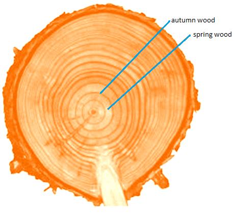Revise notes Class 11 anatomy of flowering plants