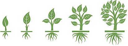 Revise notes Class 11 plant growth and development