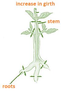 Revise notes Class 11 plant growth and development