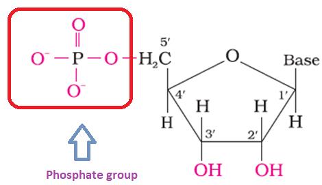 Revise notes Class 12 molecular basis of inheritance
