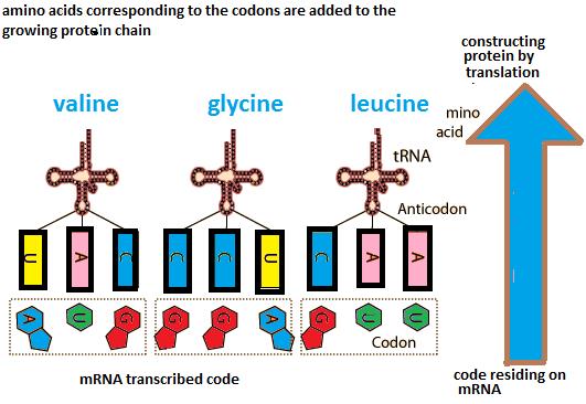 Revise notes Class 12 molecular basis of inheritance